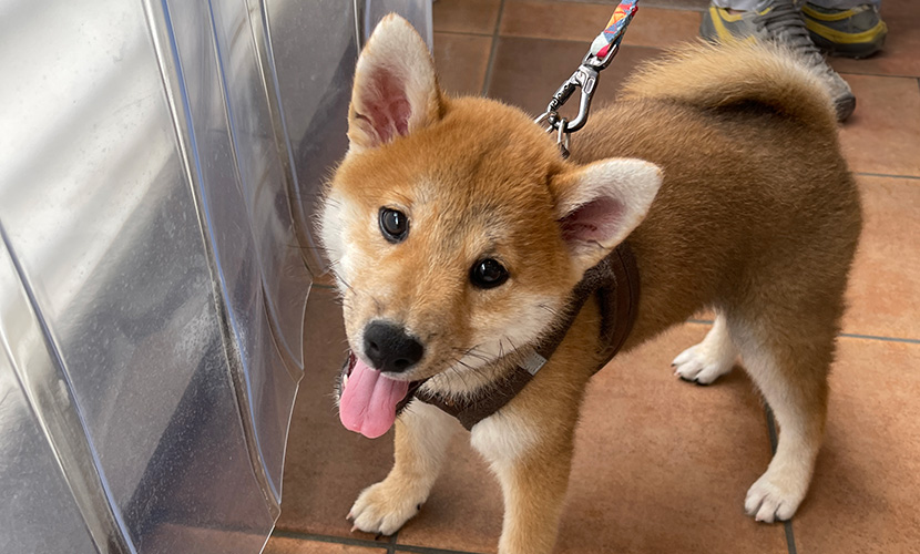 Mugiちゃん（柴犬） - Daktari Animal Hospital Tokyo Medical Center